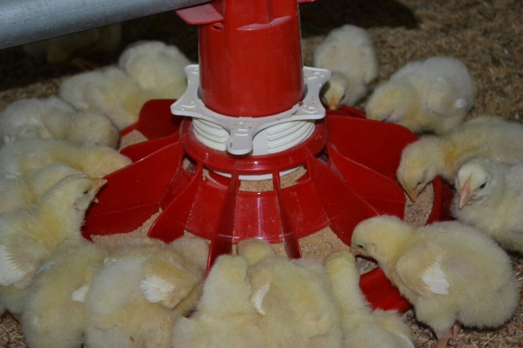 Automatic Pan Feeding System for Poultry-Supreme Equipments