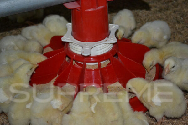 Automatic Pan Feeding System for Poultry-Supreme Equipments