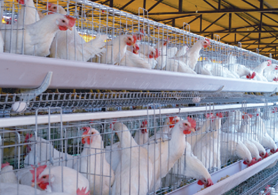 Poultry Cages - supremeequipments